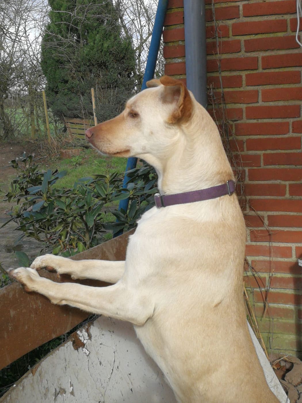 AWD – Winter 2019/2020 – Animal Welfare Dahab