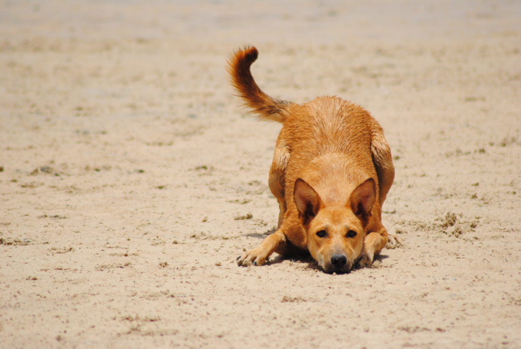 Animal Welfare Dahab – Let's make it happen!