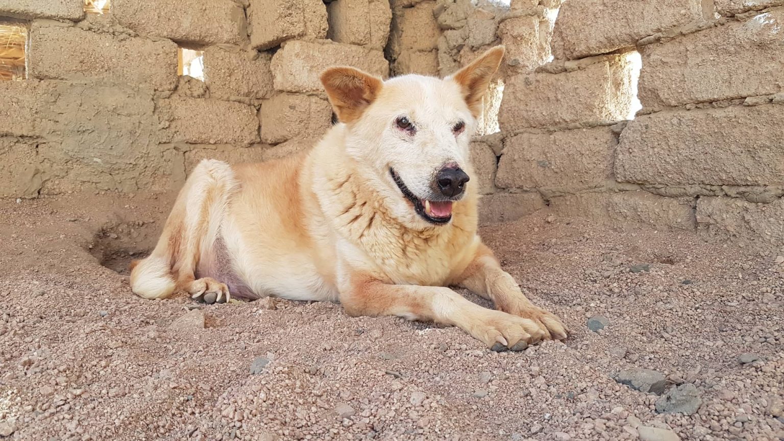 The Dog Wadi – 2.5 years later – Animal Welfare Dahab
