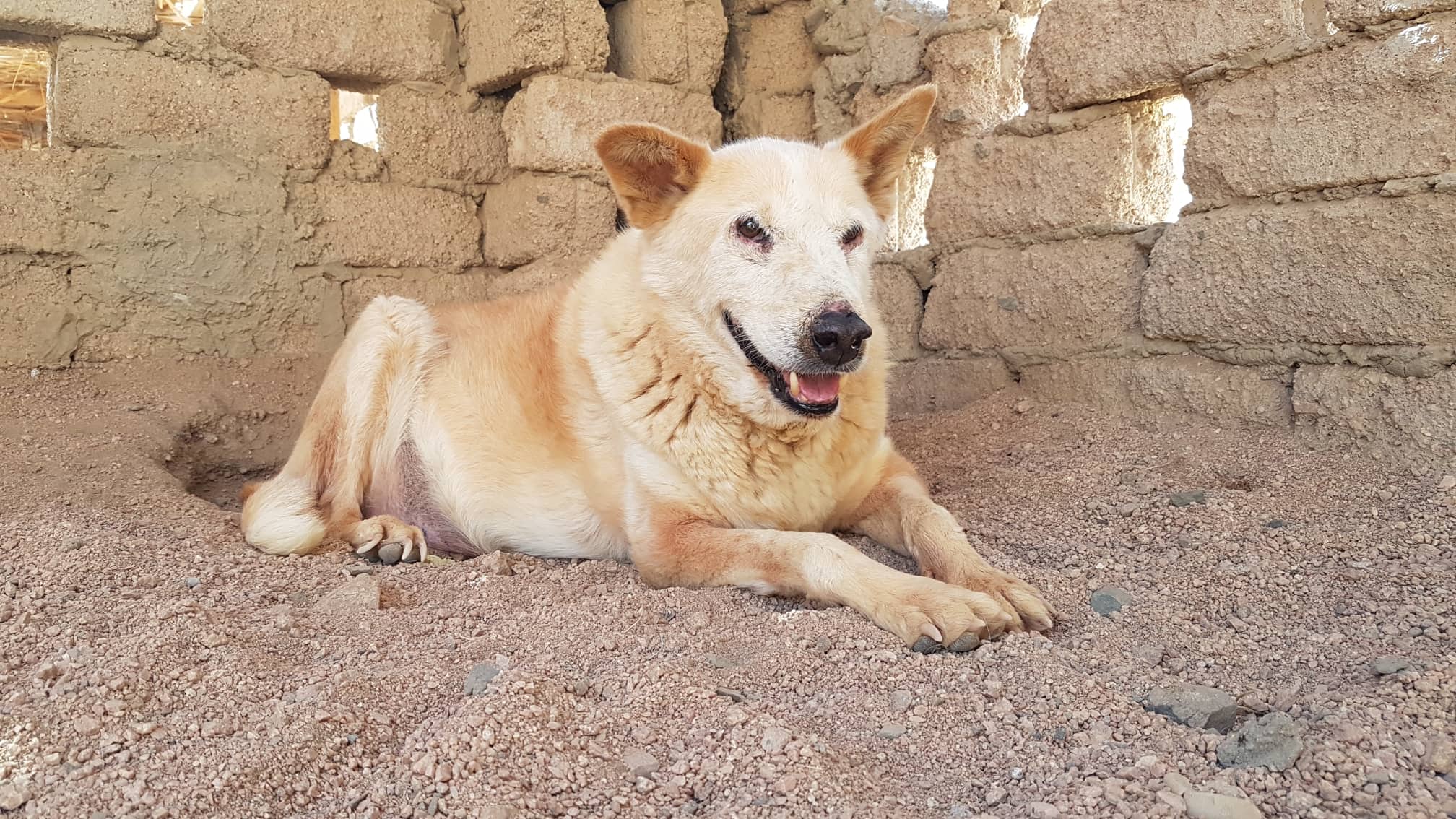 The Dog Wadi – 2.5 years later – Animal Welfare Dahab