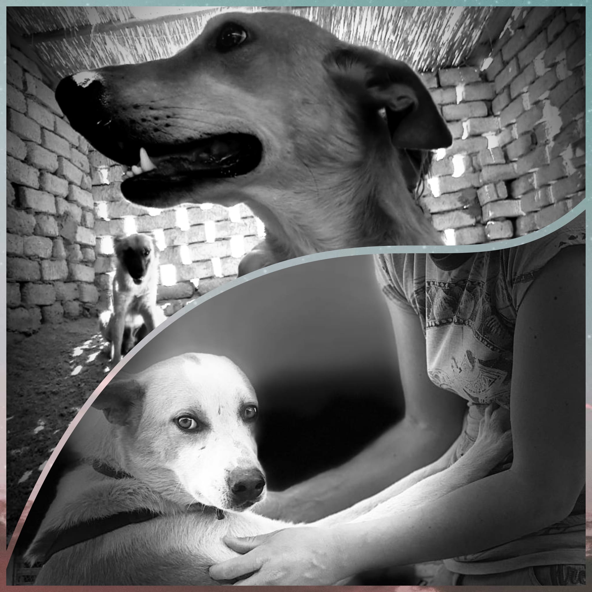 The Dog Wadi – 2.5 years later – Animal Welfare Dahab