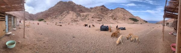 The Dog Wadi – 2.5 years later – Animal Welfare Dahab