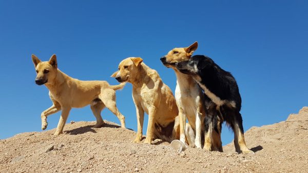 The Dog Wadi – 2.5 years later – Animal Welfare Dahab